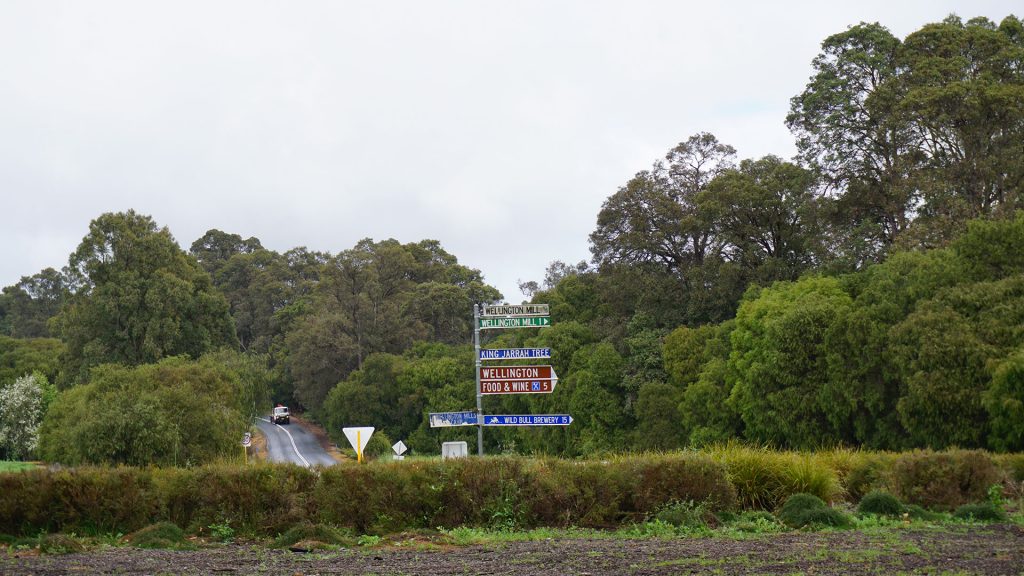 King Jarrah Tree - Ferguson Valley