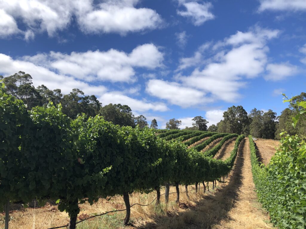 Rascal's Corner Wines - Ferguson Valley
